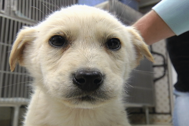 Ashtabula Animal Shelter in Rachael Ray Challenge - Erie News Now ...