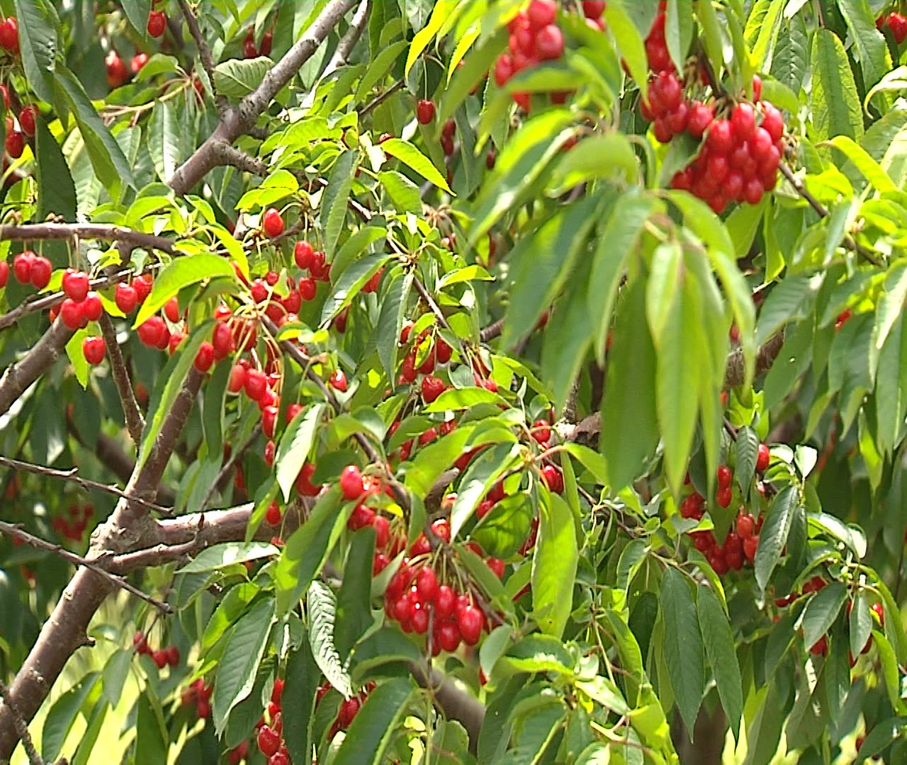 Checking Local Cherry Crop - Erie News Now | WICU and WSEE in Erie, PA