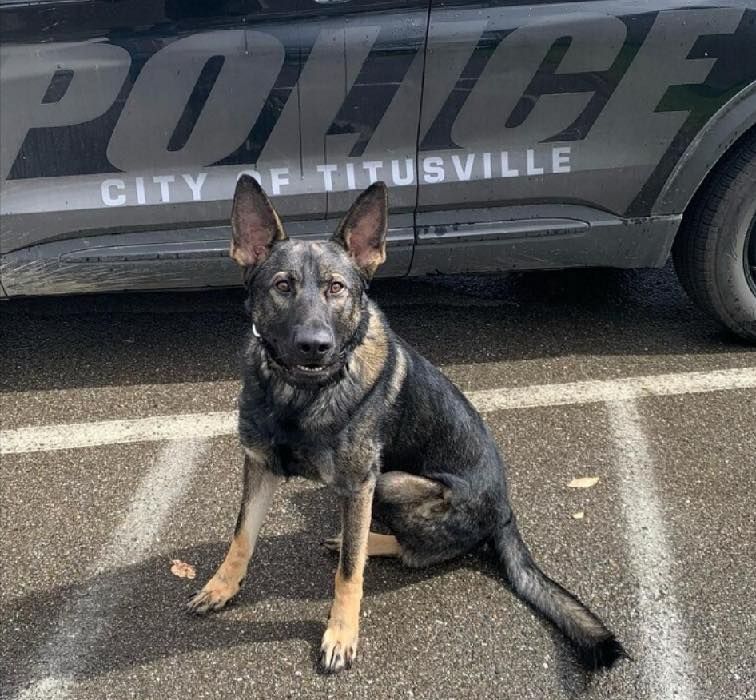 Titusville Police K-9 Gerif Assists with Felony Methamphetamine Arrest ...
