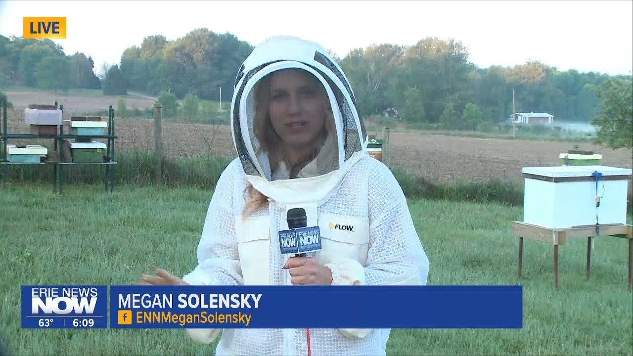 Proper Bee Etiquette: How to Avoid Being Stung - Erie News Now | WICU ...