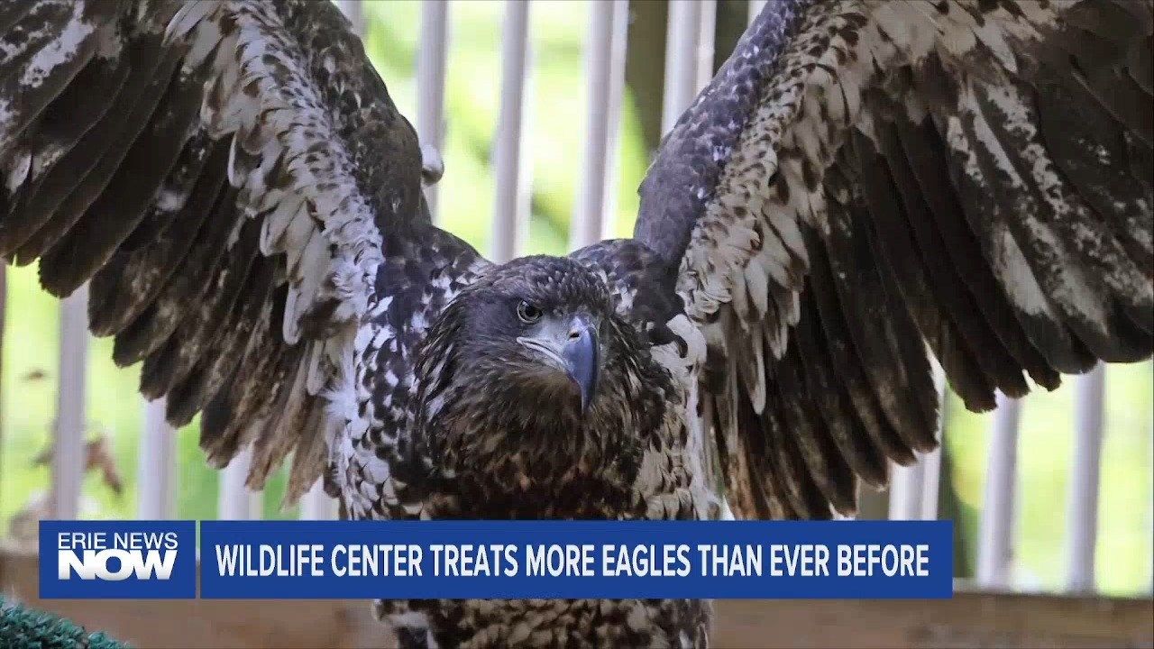 The Biggest Eagle Ever Recorded