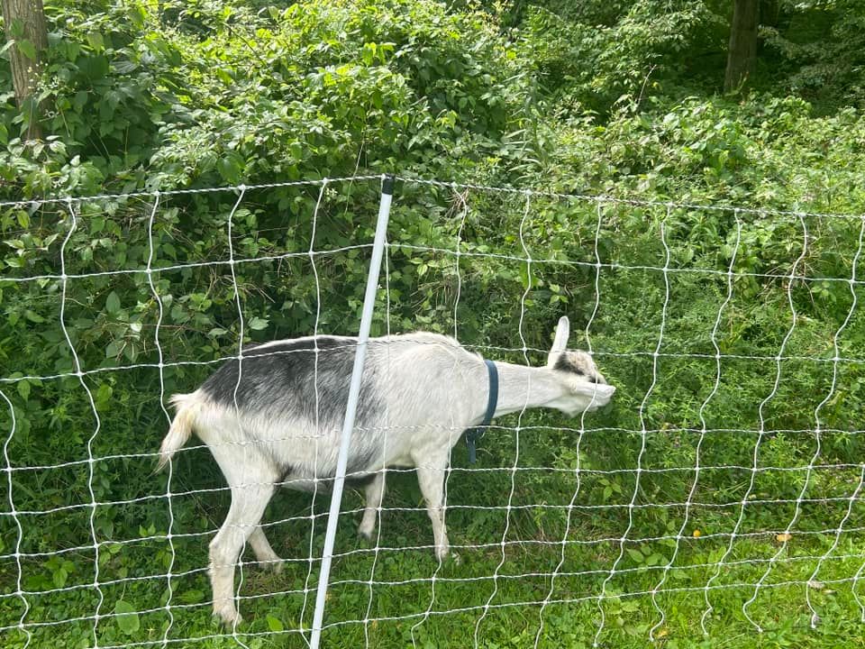 Goats Work to Clear Invasive Species - Erie News Now | WICU and WSEE in ...