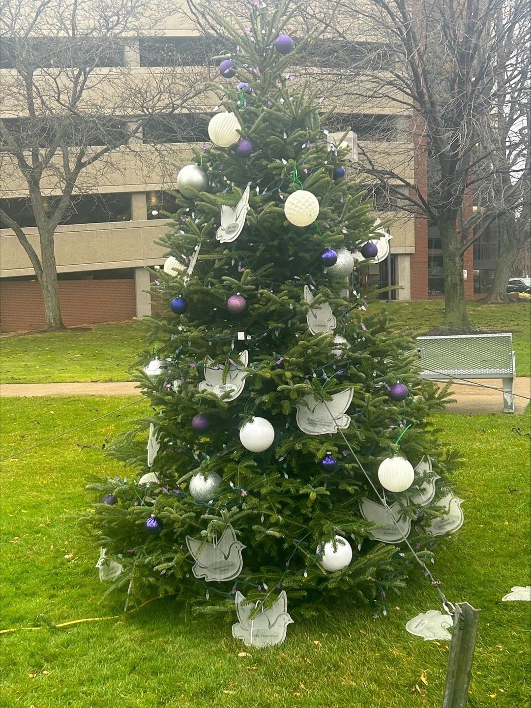 Brighten the Night Tree Illuminated for the Season - Erie News Now | WICU and WSEE in Erie, PA