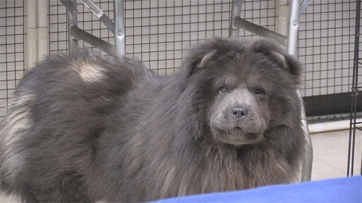 ANNA Shelter Rescues 25 Dogs Over Weekend - Erie News Now | WICU and ...