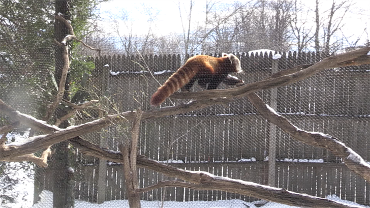 Erie Zoo to Kick Off Centennial Anniversary Winter Weekend Hours at ...