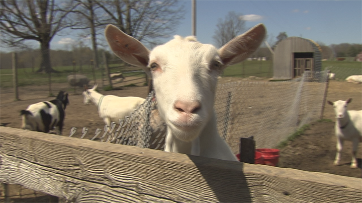 The Last Word: Baby Goats Arriving Fast at Local Farm - Erie News Now ...
