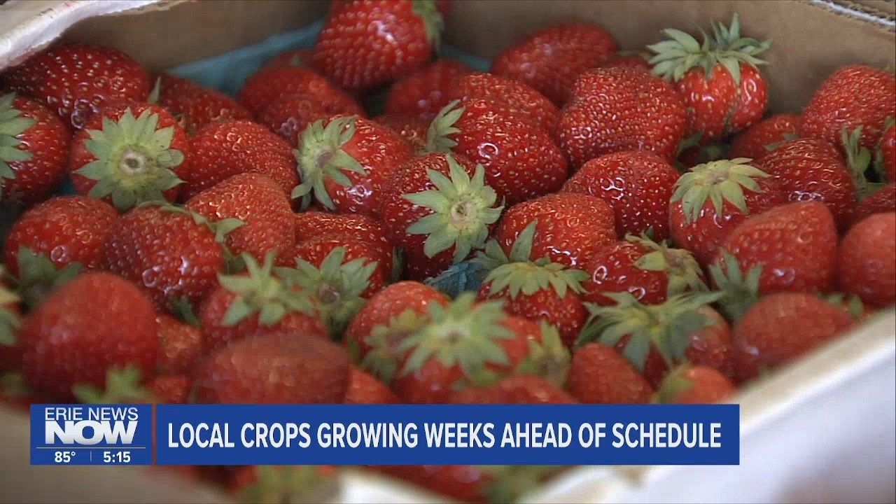 Local Crops Growing Weeks Ahead of Schedule - Erie News Now | WICU and ...