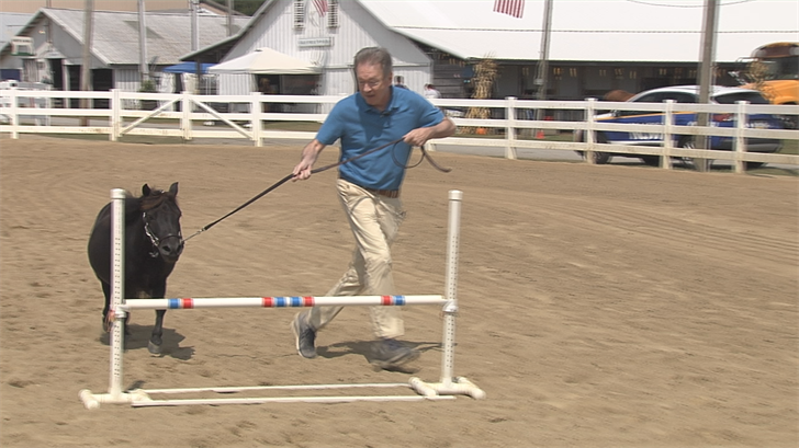 Learning the Ropes of Miniature Horse Jumping: The Last Word - Erie ...